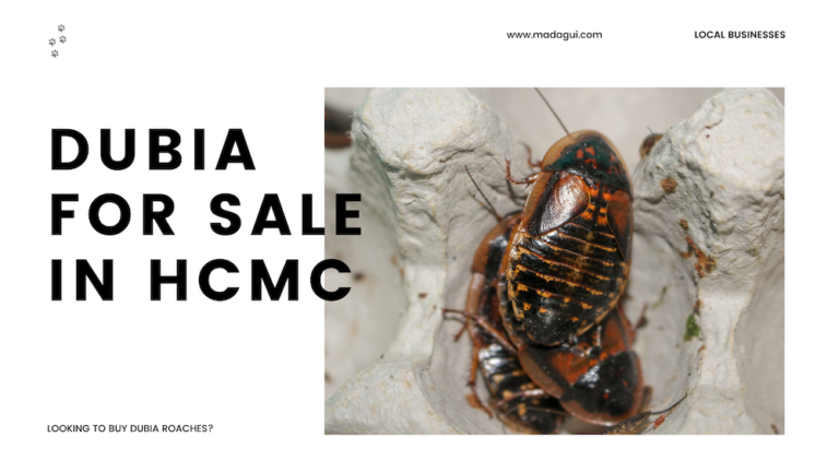 4 Best Places To Buy Dubia Roaches In HCMC, Vietnam • Madagui Farm